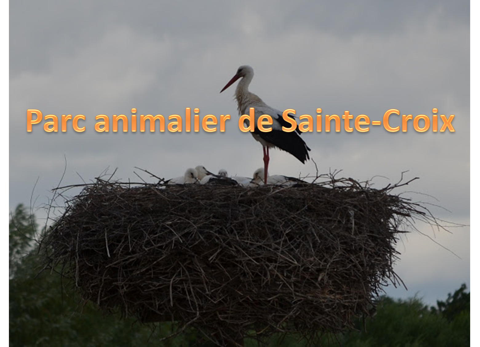 Parc animalier de Sainte-Croix – LES GLOBE-TROTTERS